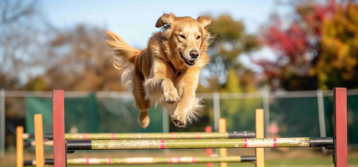 Home [pikespeakdogs.org]